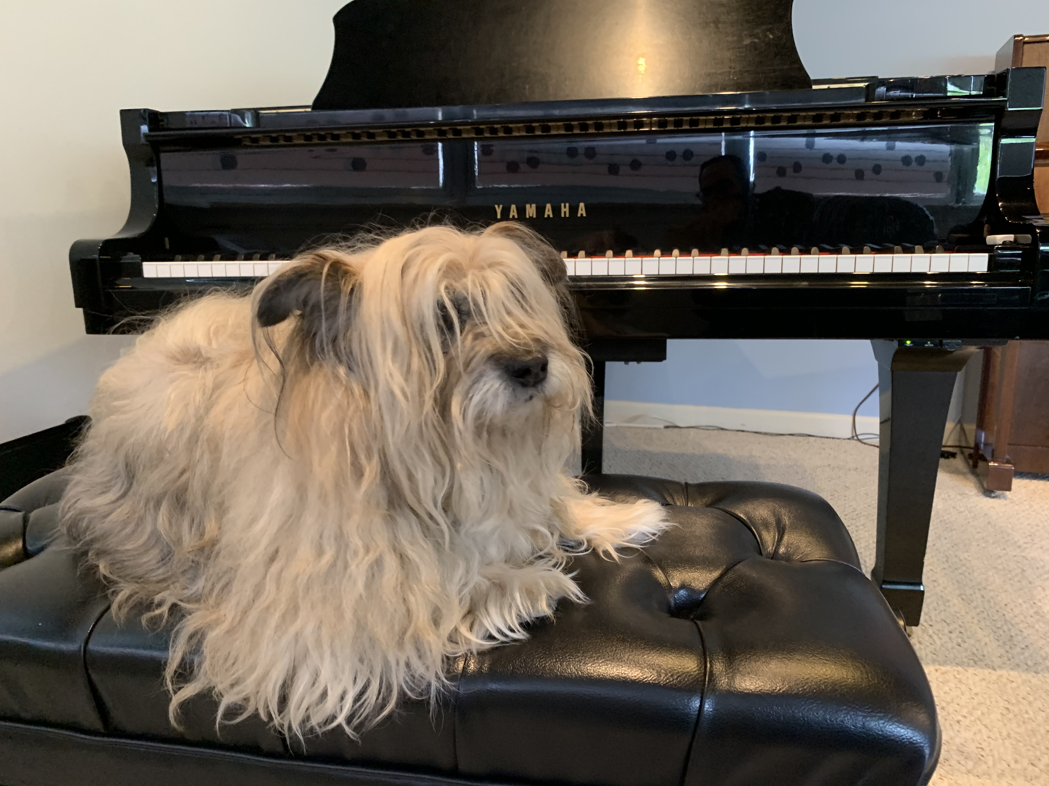 Group and Individual Piano Lessons at Studio Horowitz